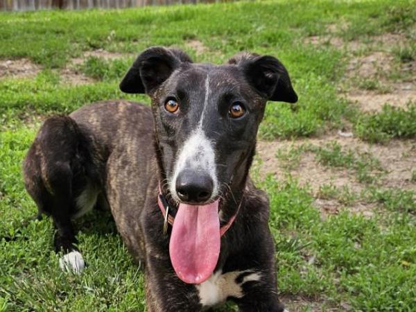 Adoptable Hounds | 4 Greyhound Racers