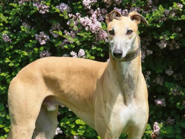 Adoptable Hounds | 4 Greyhound Racers