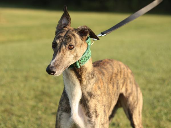 Adoptable Hounds | 4 Greyhound Racers