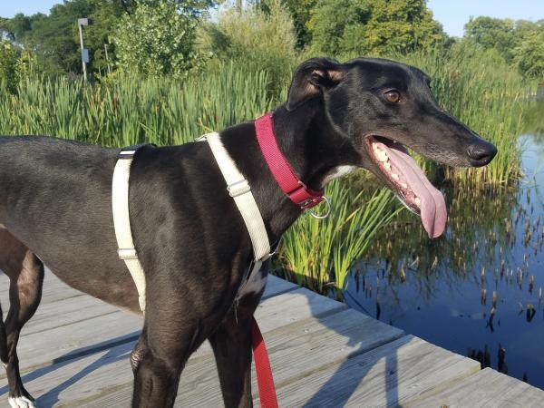 Adoptable Hounds | 4 Greyhound Racers