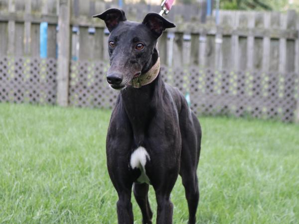 Adoptable Hounds | 4 Greyhound Racers
