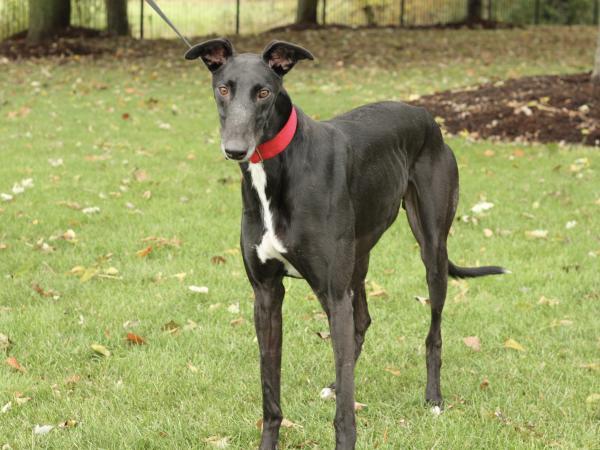 Adoptable Hounds | 4 Greyhound Racers