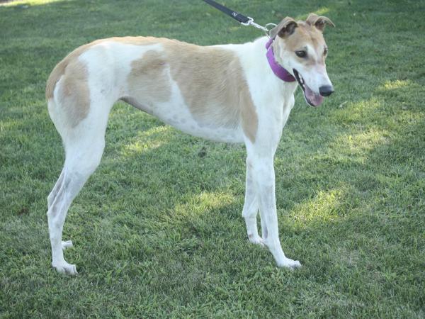 Adoptable Hounds | 4 Greyhound Racers