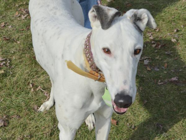 Adoptable Hounds | 4 Greyhound Racers