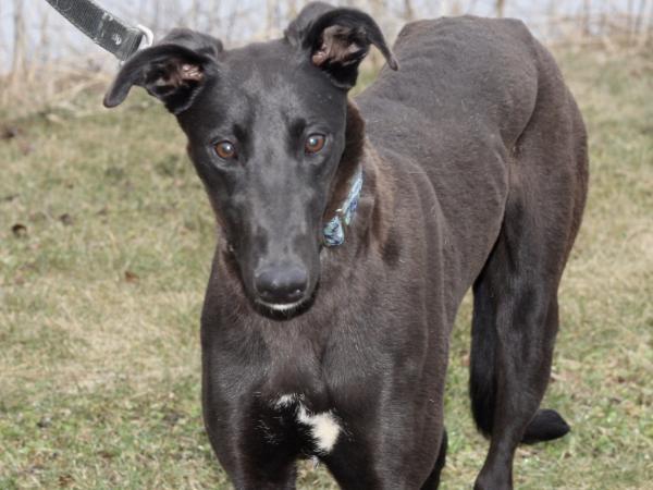 Adoptable Hounds | 4 Greyhound Racers