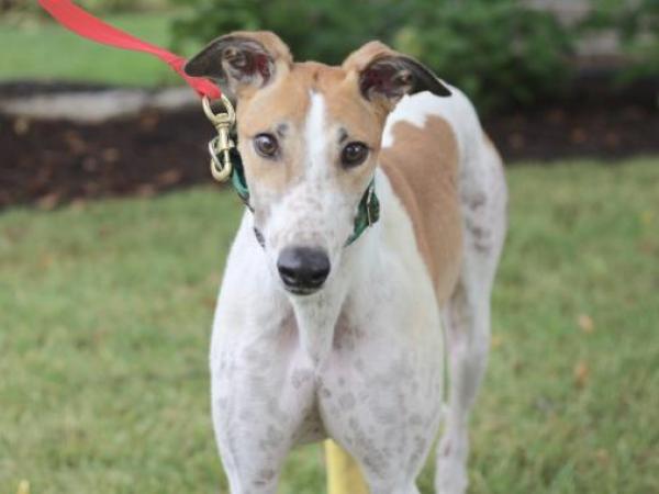 Adoptable Hounds | 4 Greyhound Racers